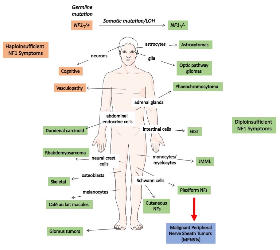 Walker Lab at MGH – Center for Genomic Medicine • Simches Research ...